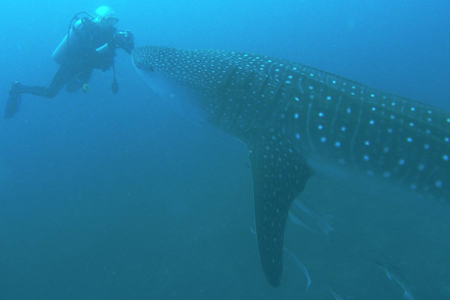 Diving Darwins Arch, Dive Sites Wolf & Darwin