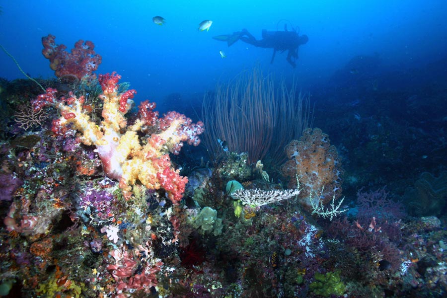 Raja Ampat Diving
