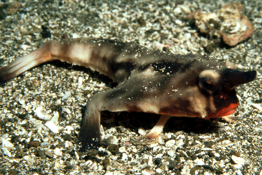 Galapagos (Ecuador) Diving